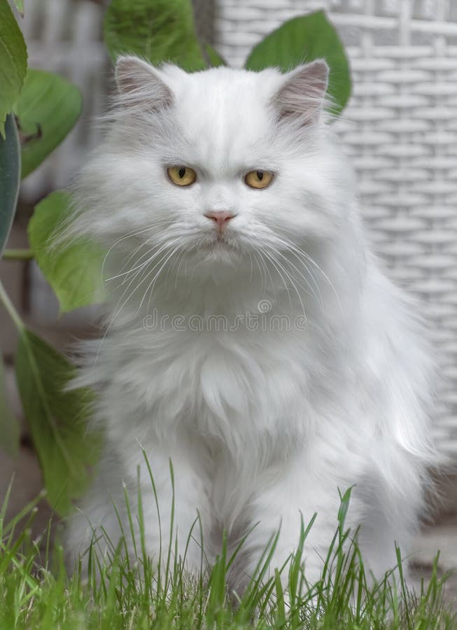 View of a Long Haired White Cat with Big Yellow Eyes. Stock Photo ...