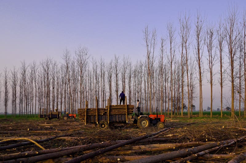 View of a Long Plants on a Big Farm, Farmers on a Car Working in the ...