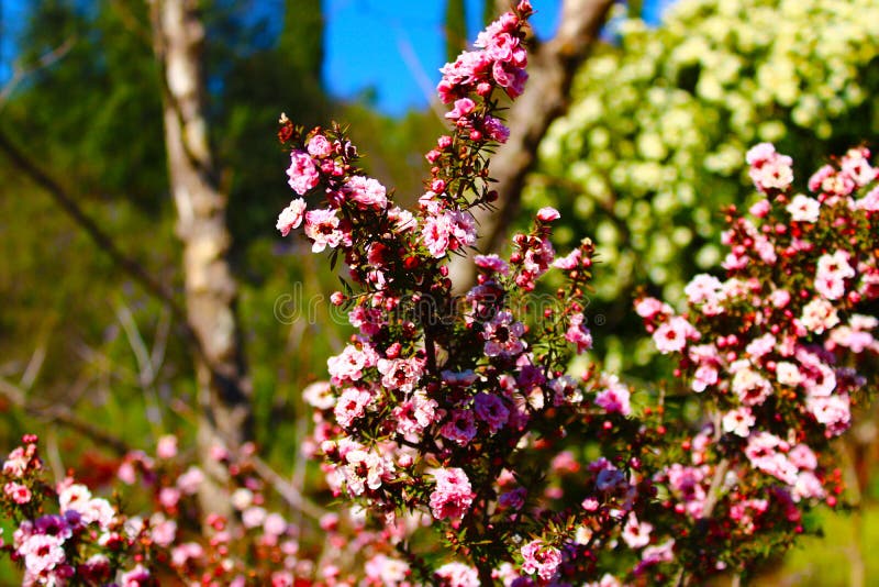 Long Slender Branch Covered with Tiny Pink Flowers and a Blue Sky ...