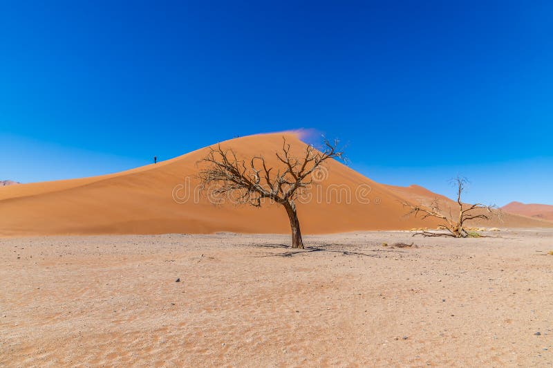 A View Looking Up at Dune 45 during Strong Winds in Sossusvlei, Namibia ...