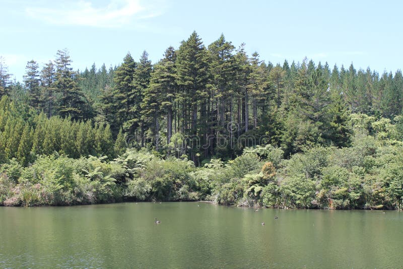 Forest Overlooking Lake stock image. Image of trees - 145822107