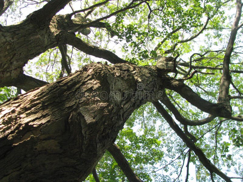 View Looking Up at Oak Tree Stock Photo - Image of branches ...