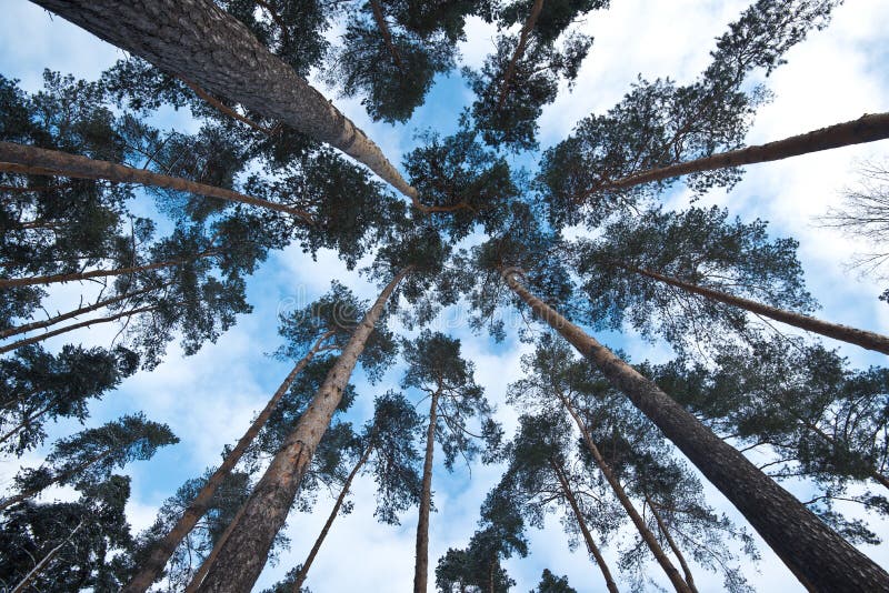 View Looking Up at Pine and Beech Trees in Middle of Forest Stock Image ...