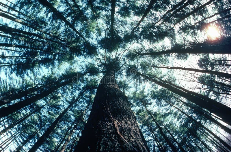 View Looking Up at Trees in Forest Stock Photo - Image of view ...