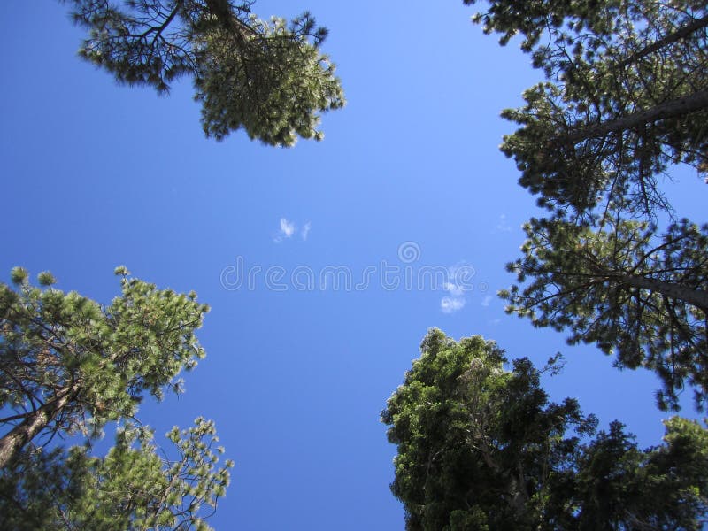 A View Looking Up at the Treetops Stock Photo - Image of forest, trees ...
