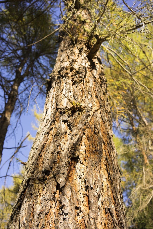 View Looking Up the Trunk of a Conifer Stock Photo - Image of evergreen ...