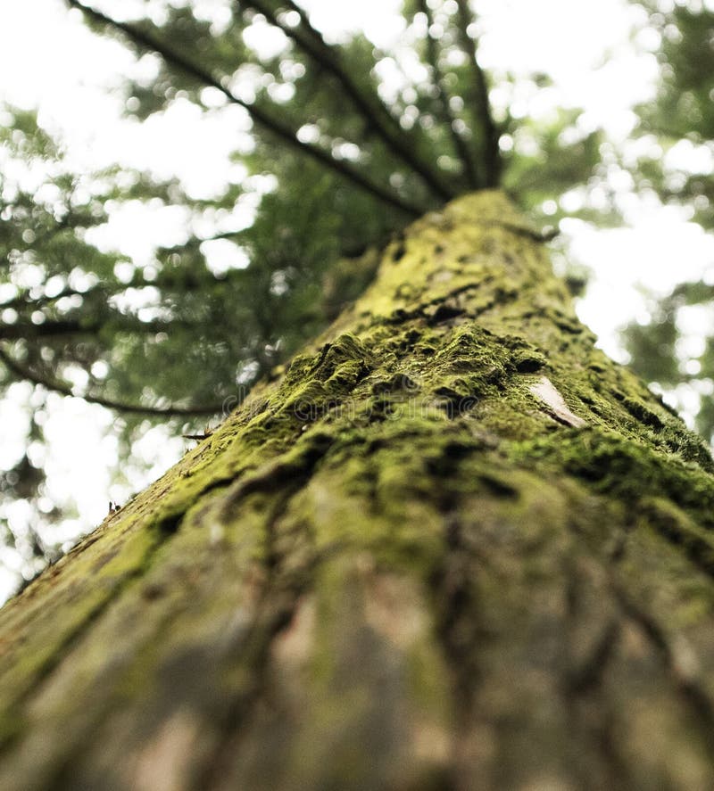 Life and long stock image. Image of fresh, vitality - 106882795