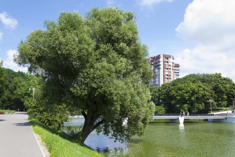 View of the Lower Lake of Kaliningrad on a Summer Day Stock Photo ...