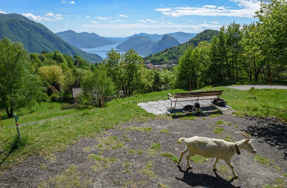 View at Lugano from Mount Bre in Switzerland Stock Image - Image of ...