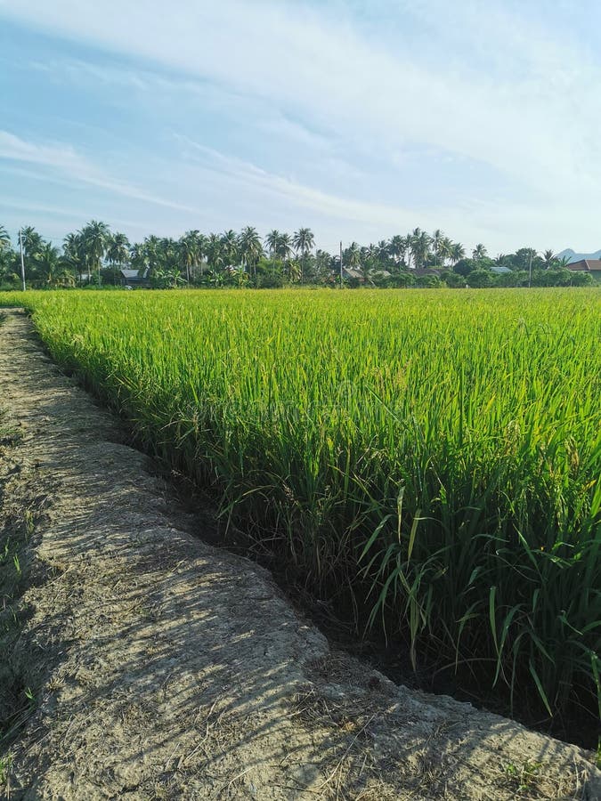 A View of Lush Green Rice Paddies Under a Clear Sky. in the Front ...