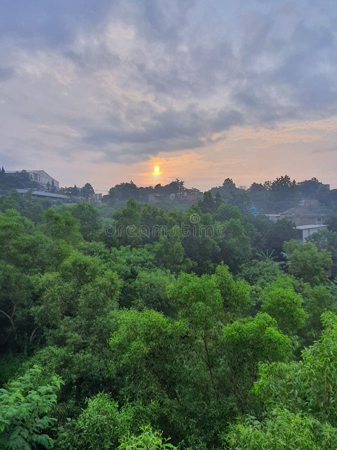 View of lush green trees stock photo. Image of view - 169928698