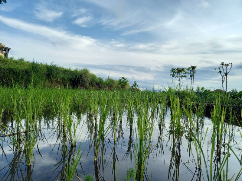 View of Lush Rice Farm in Java Stock Image - Image of java, view: 207176833