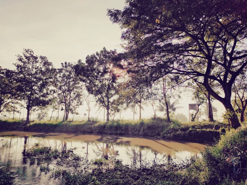 View of Lush Trees with Warm Tone Color Stock Image - Image of woodland ...