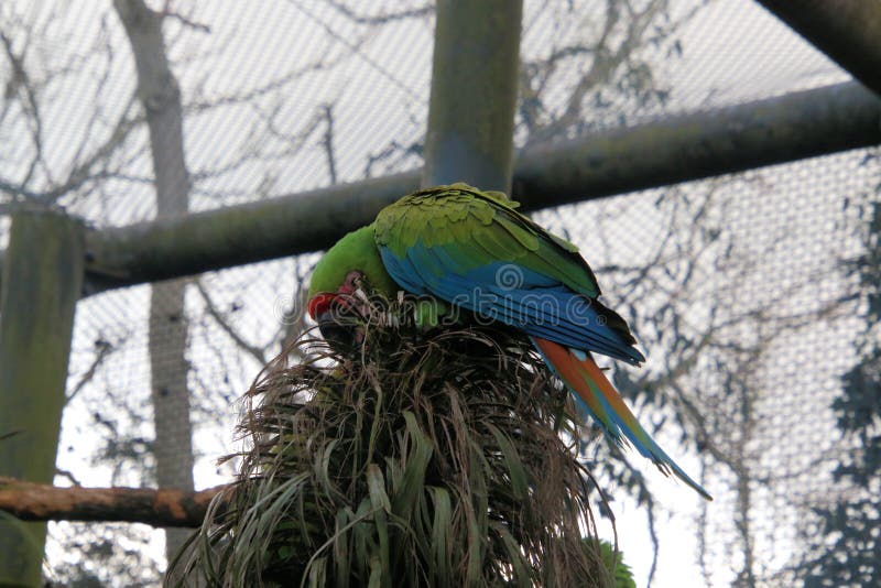 A view of a Macaw stock image. Image of birds, river - 244683737