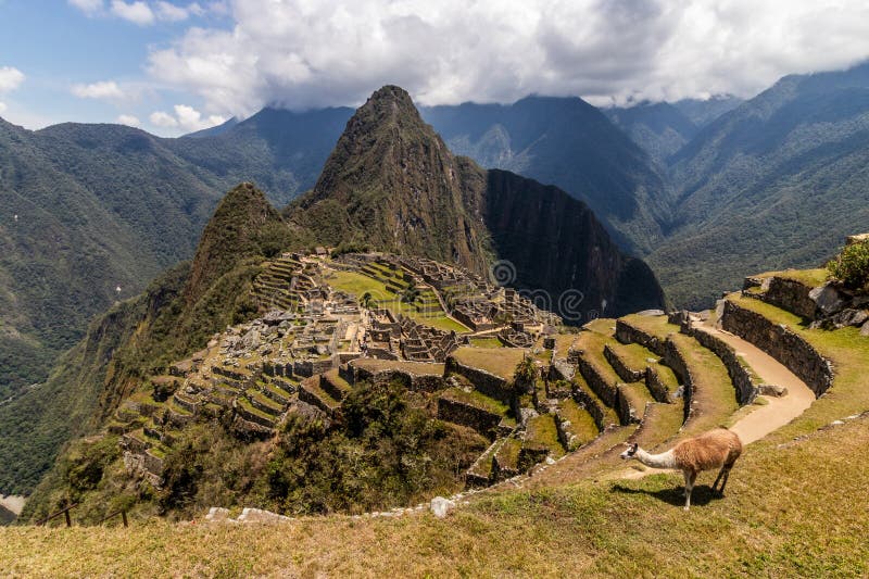 View of Machu Picchu Citadel with a Llama, Pe Stock Photo - Image of ...