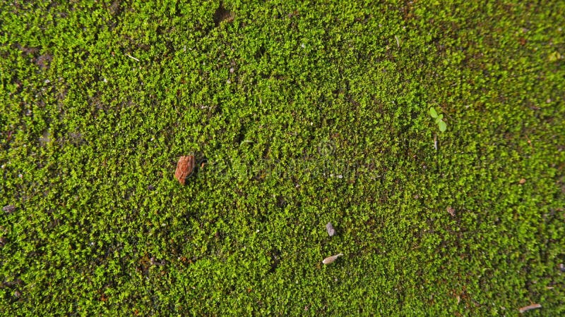 Micro-plants of Green Moss, Covering the Surface of the Bricks Stock ...