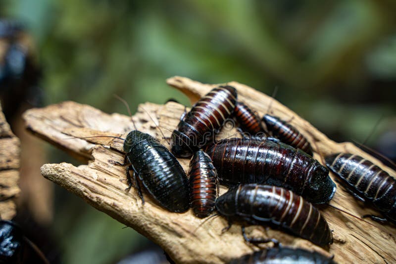 View of Madagascar Hissing Cockroaches at the Toronto Zoo Stock Image ...