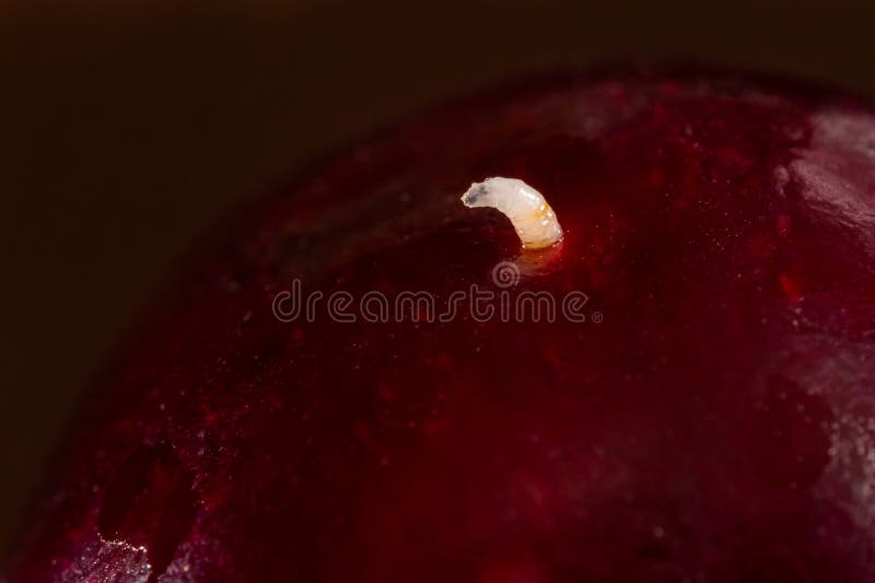 View of Maggot, Larva of Cherry Fruit Fly Comes Out of Cherry - Macro ...