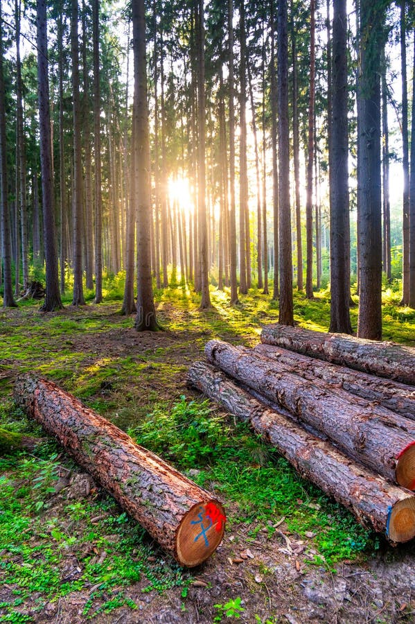 View of Magical Forest in Soft Light. Detail of Forest Lumber Industry ...