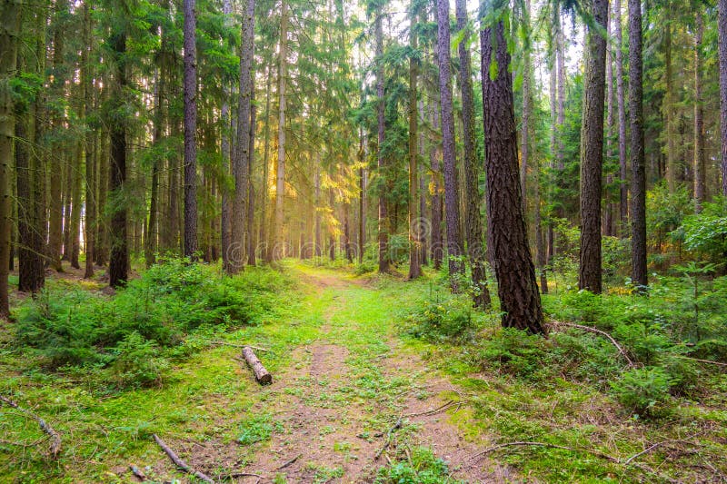 View of Magical Forest in Soft Light. Detail of Forest Lumber Industry ...