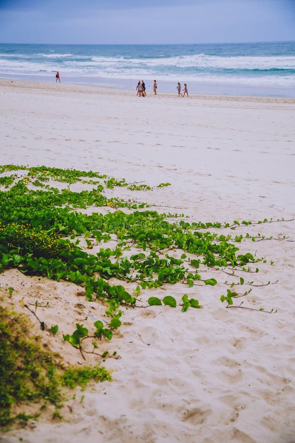 View of Main Beach on the Gold Coast Editorial Stock Image - Image of ...