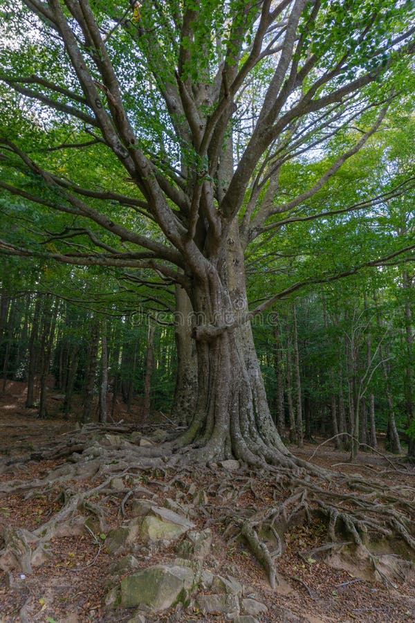 View of a Majestic Centennial Tree with the Roots Out of the Ground ...