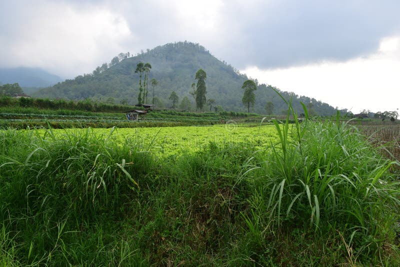 View of Malang Batu Village Stock Photo - Image of vegetation, farm ...
