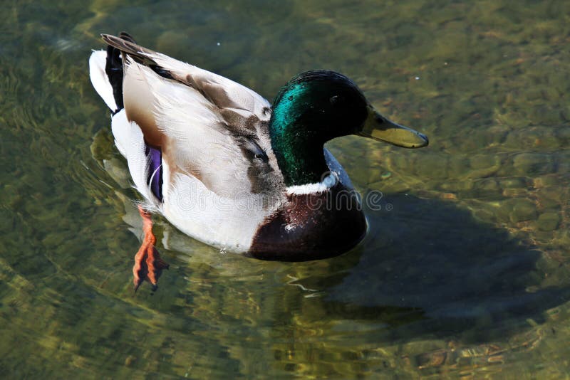 A view of a Mallard Duck stock photo. Image of natural - 250840468