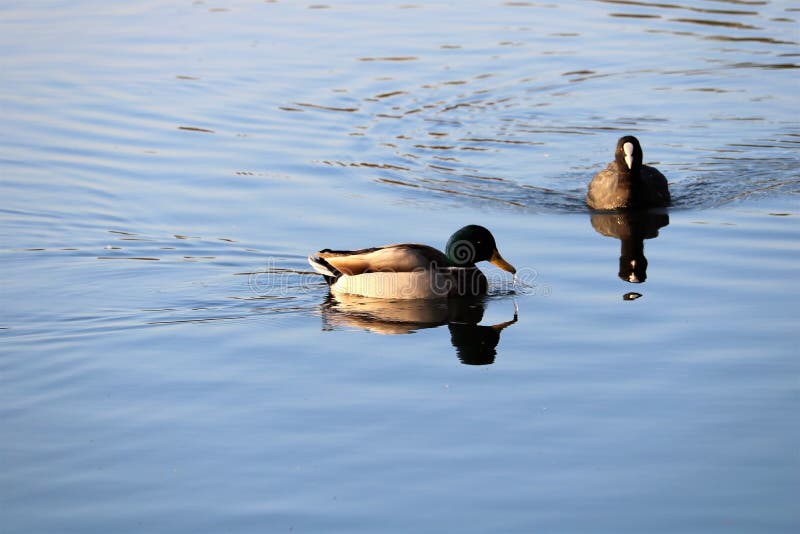View of Mallard Ducks on the Lake Stock Image - Image of fowl ...