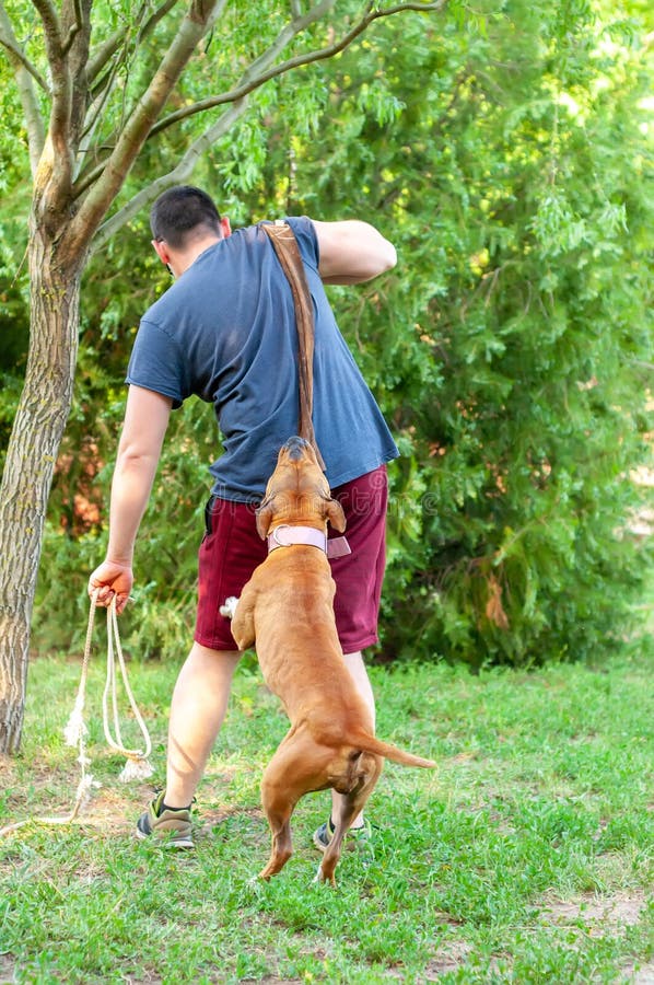 357 Dog Pulling Rope Stock Photos - Free & Royalty-Free Stock Photos ...