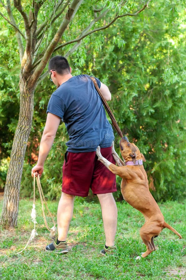 234 Dog Pulling Rope Photos - Free & Royalty-Free Stock Photos from ...