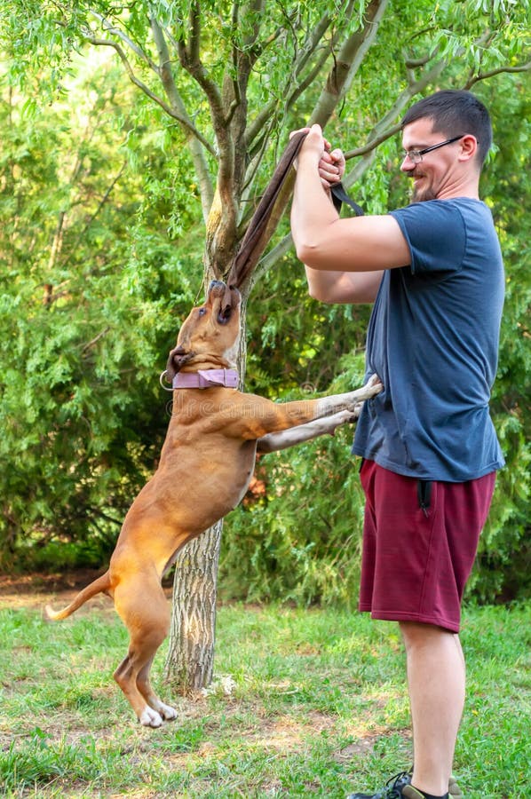 304 Dog Pulling Rope Stock Photos - Free & Royalty-Free Stock Photos ...