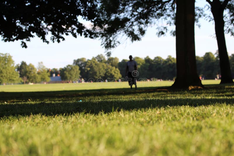 View of a Man Standing Near a Huge Tree Stock Image - Image of tree ...