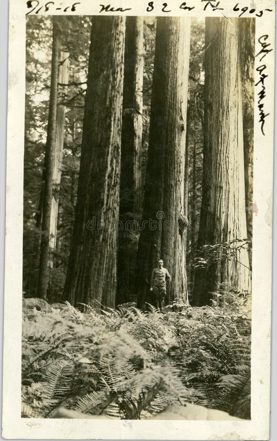View Of Man Standing Next To Tree Picture. Image: 222348726