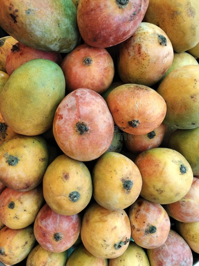 View of Mango Fruit Kept Well Stocked Stock Photo - Image of vegetarian ...