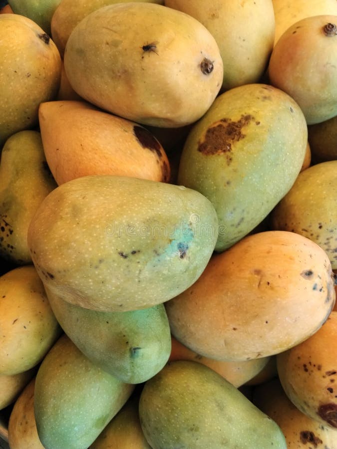 View of Mango Fruit Kept Well Stocked Stock Photo - Image of mango ...