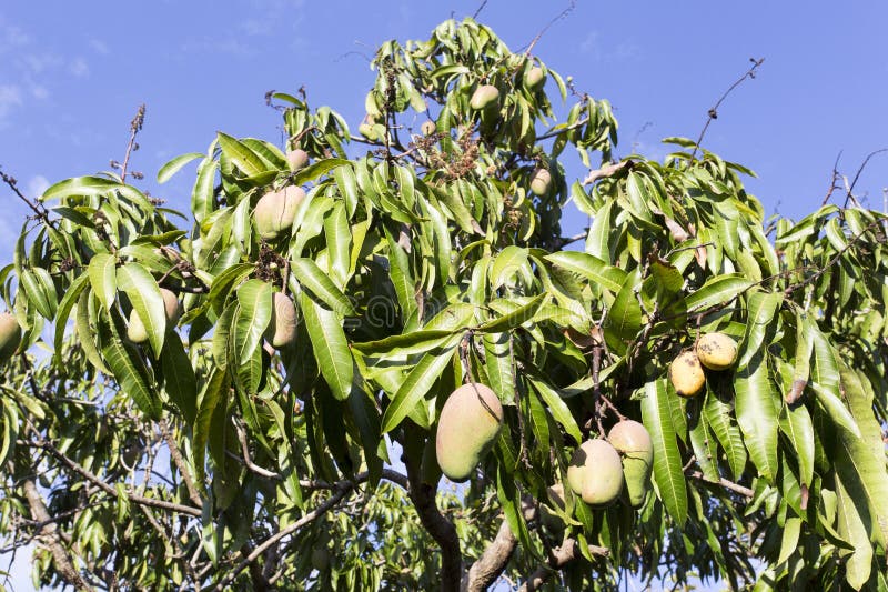 Mango Plant on Tree. Mango Plant Fruit. Tropical Mango Plant Stock ...
