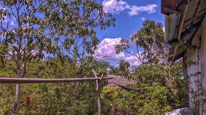 View of the Mango Tree Bessie the House Stock Image - Image of nature ...