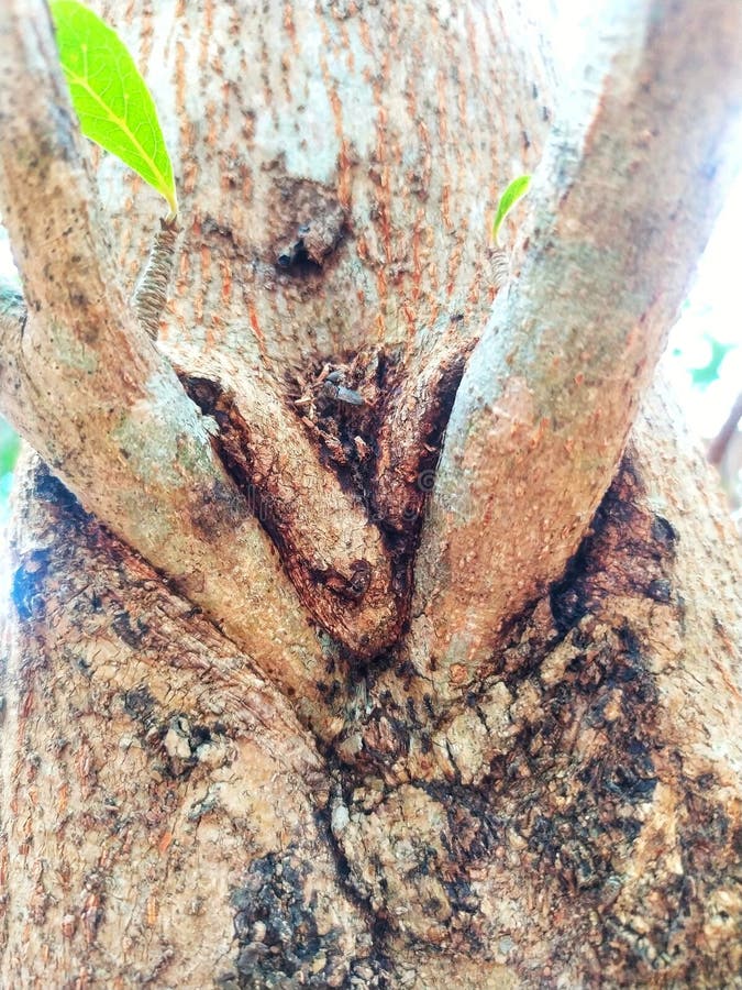 View of Mango tree trunk stock photo. Image of branch - 293439604