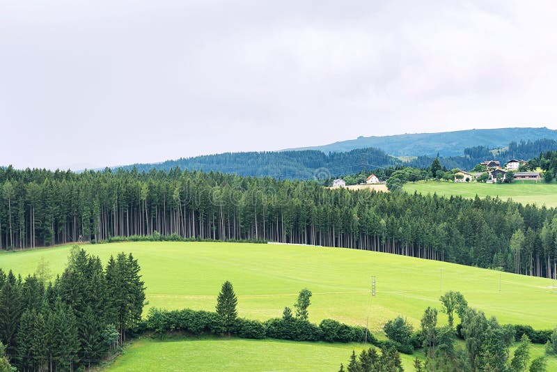 View of Manicured Alpine Meadows Against the Backdrop of a Pine Forest ...