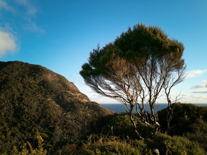 Manuka tree stock image. Image of national, forest, view - 186854623