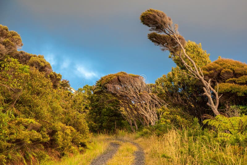 Manuka Tree on Coastal Hill Stock Photo - Image of mountain, beautiful ...