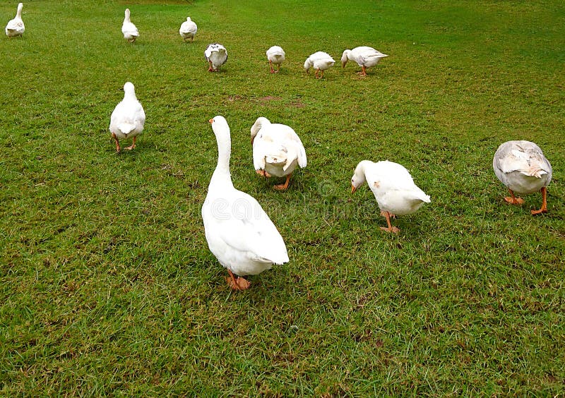 Ducks walking in a raw stock image. Image of close, colored - 141486301