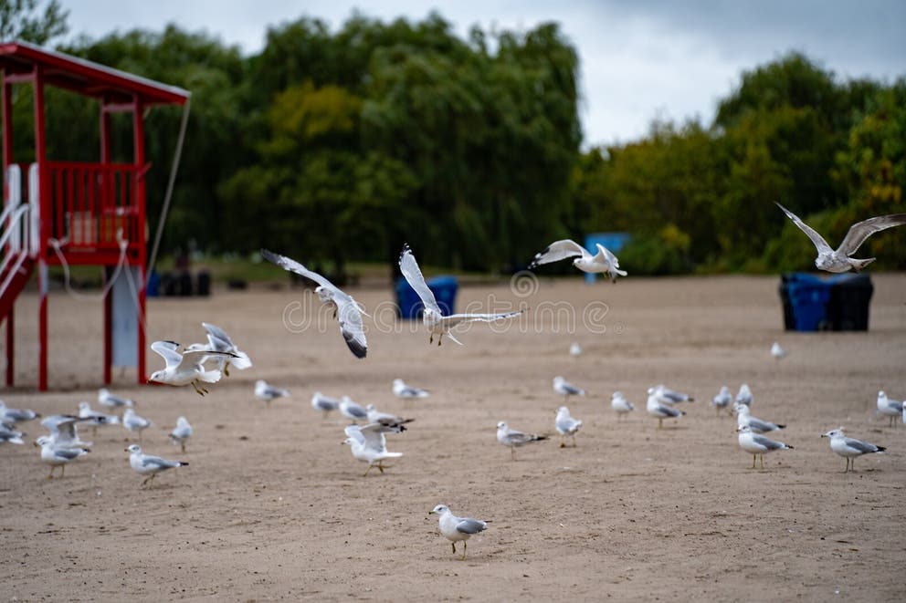 View of Many Seagulls on the Beach Stock Photo - Image of seagull ...