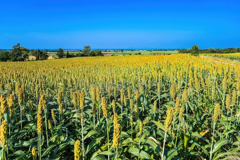 The View is that Many Sorghum Fields that are Ripe Red are Waiting To ...