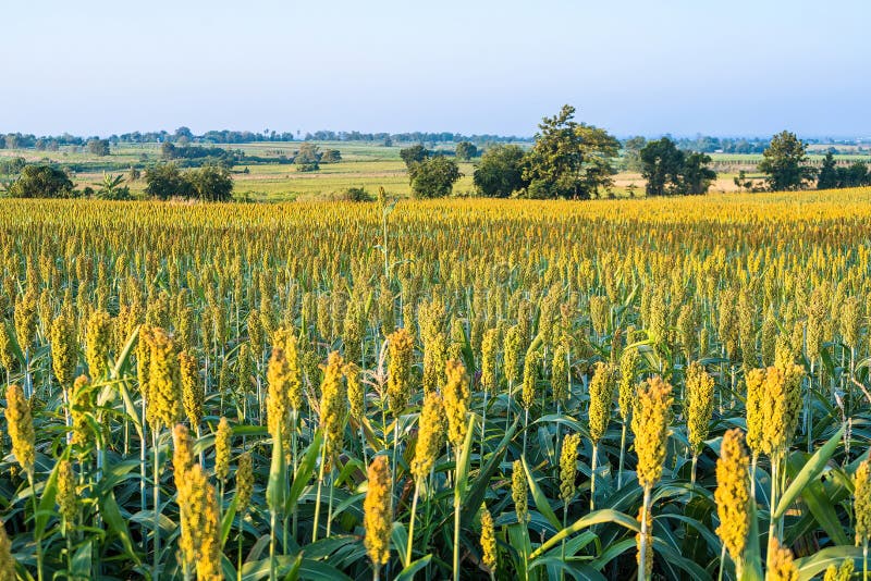 The View is that Many Sorghum Fields that are Ripe Red are Waiting To ...