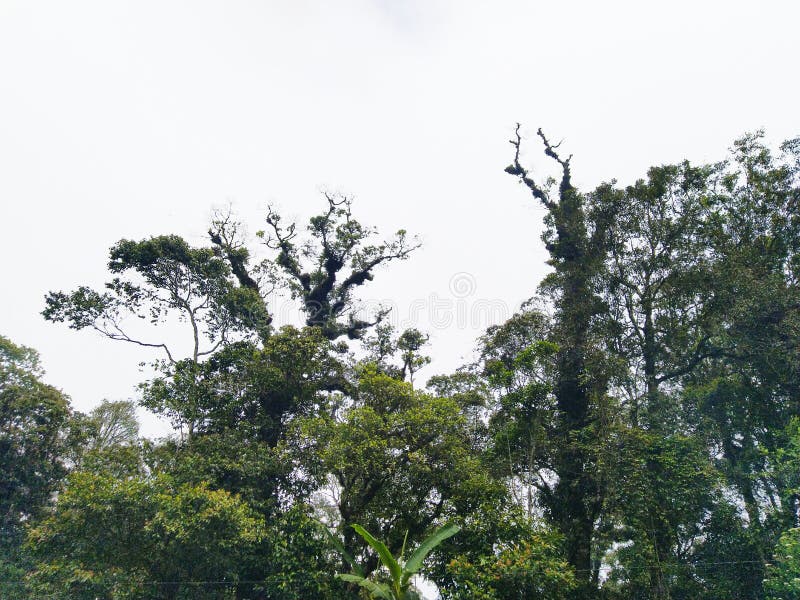 View of Many Trees at Tropical Forest Stock Photo - Image of vegetation ...