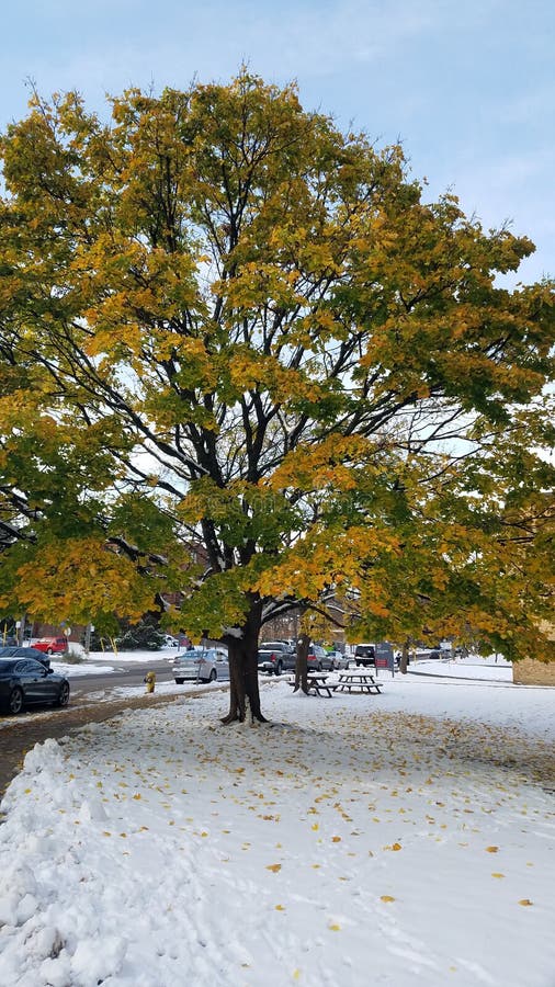 View maple tree with snow stock image. Image of season - 261707297
