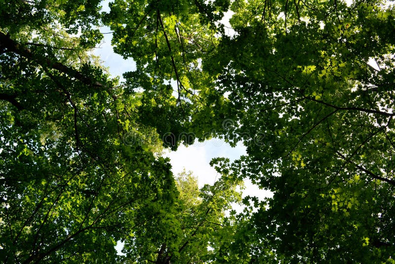 View on Maple Trees from Below. Green Forest in Summer Stock Image ...