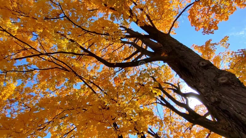 View of the Maple Trees with a Tilt-up Camera Angle Stock Footage ...